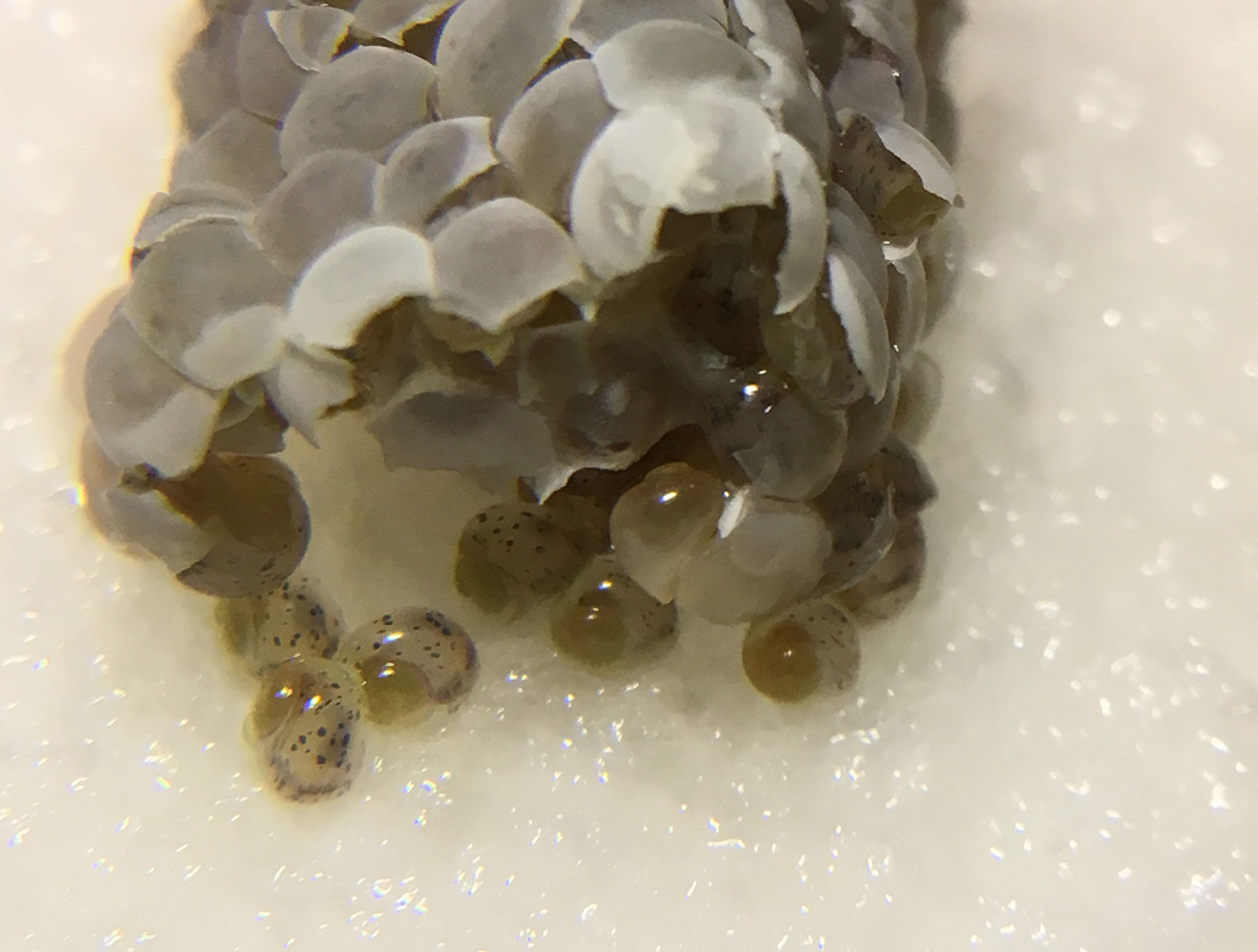Mystery Snail Egg Development | Florida Mystery Snails