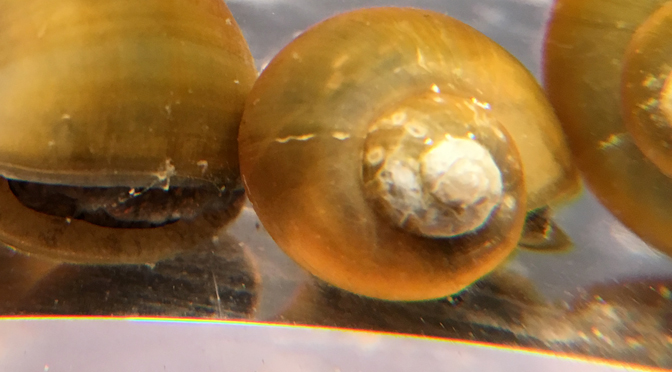 Mystery Snail Diseases | Florida Mystery Snails