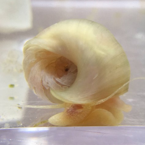 An ivory ramshorn snail? | Florida Mystery Snails