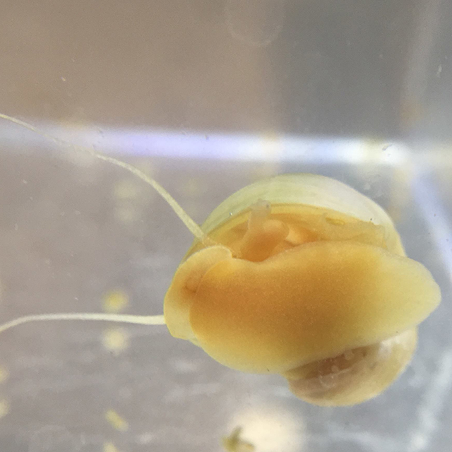 An ivory ramshorn snail? | Florida Mystery Snails