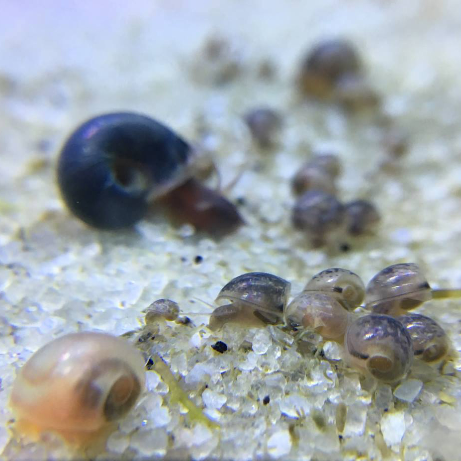 Blue and pink leopard ramshorn snails for sale | Florida Mystery Snails