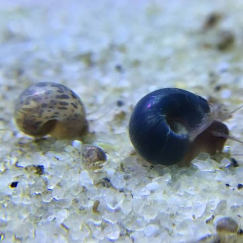 Blue and pink leopard ramshorn snails for sale | Florida Mystery Snails