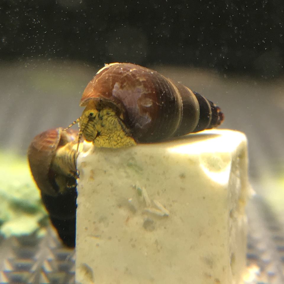 Baby Yellow Rabbit Snails for Sale – Tylomelania / Sulawesi Snailsm ...