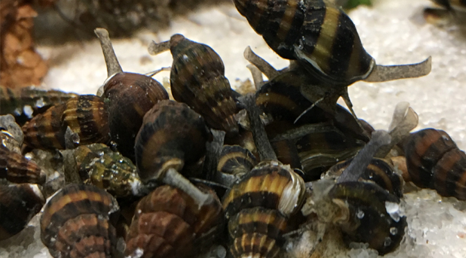 What to feed assassin snails when there are no snails for them to eat ...