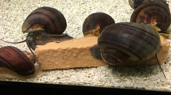 How to make Snello / Snail Jello | Florida Mystery Snails