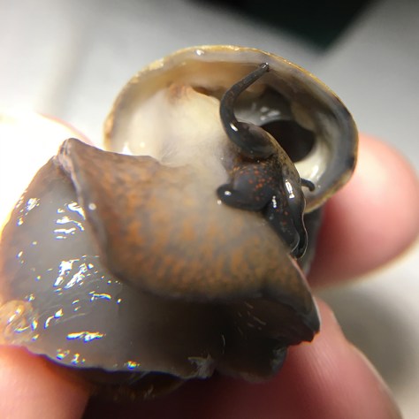 Sexing Mystery Snails | Florida Mystery Snails