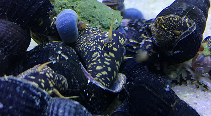 Yellow Spotted Rabbit Snails – Tylomelania | Florida Mystery Snails