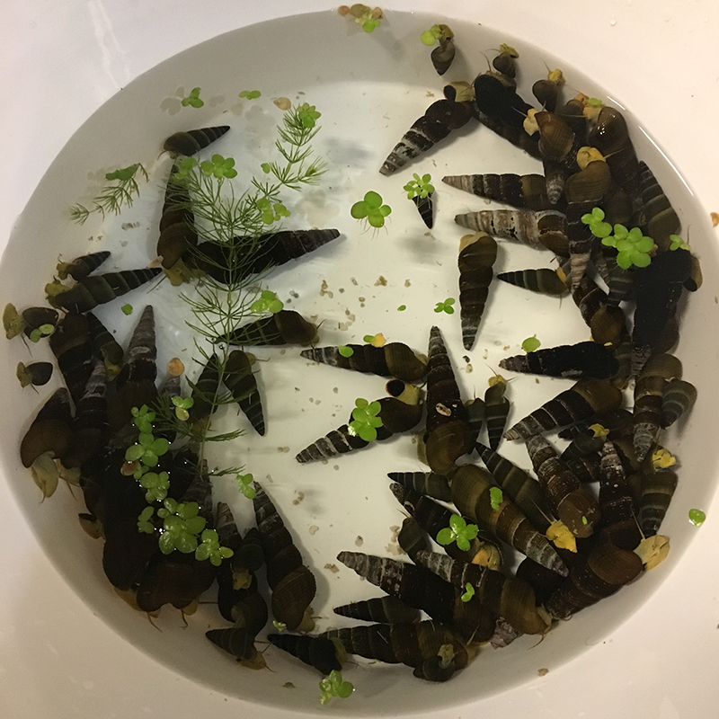 Cleaning a rabbit snail (tylomelania) aquarium | Florida Mystery Snails