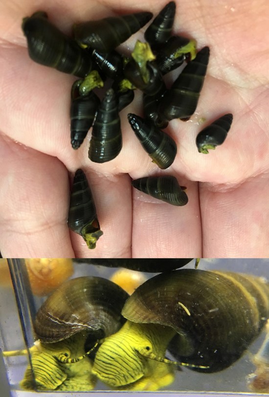 yellow rabbit snail juveniles | Florida Mystery Snails