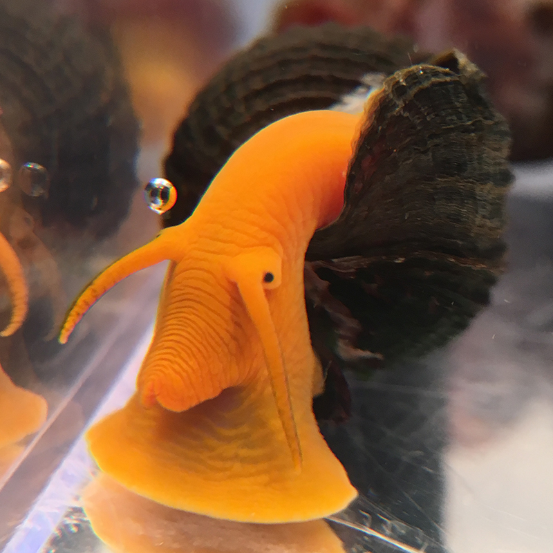 Golden /Orange Poso Rabbit Snails | Florida Mystery Snails